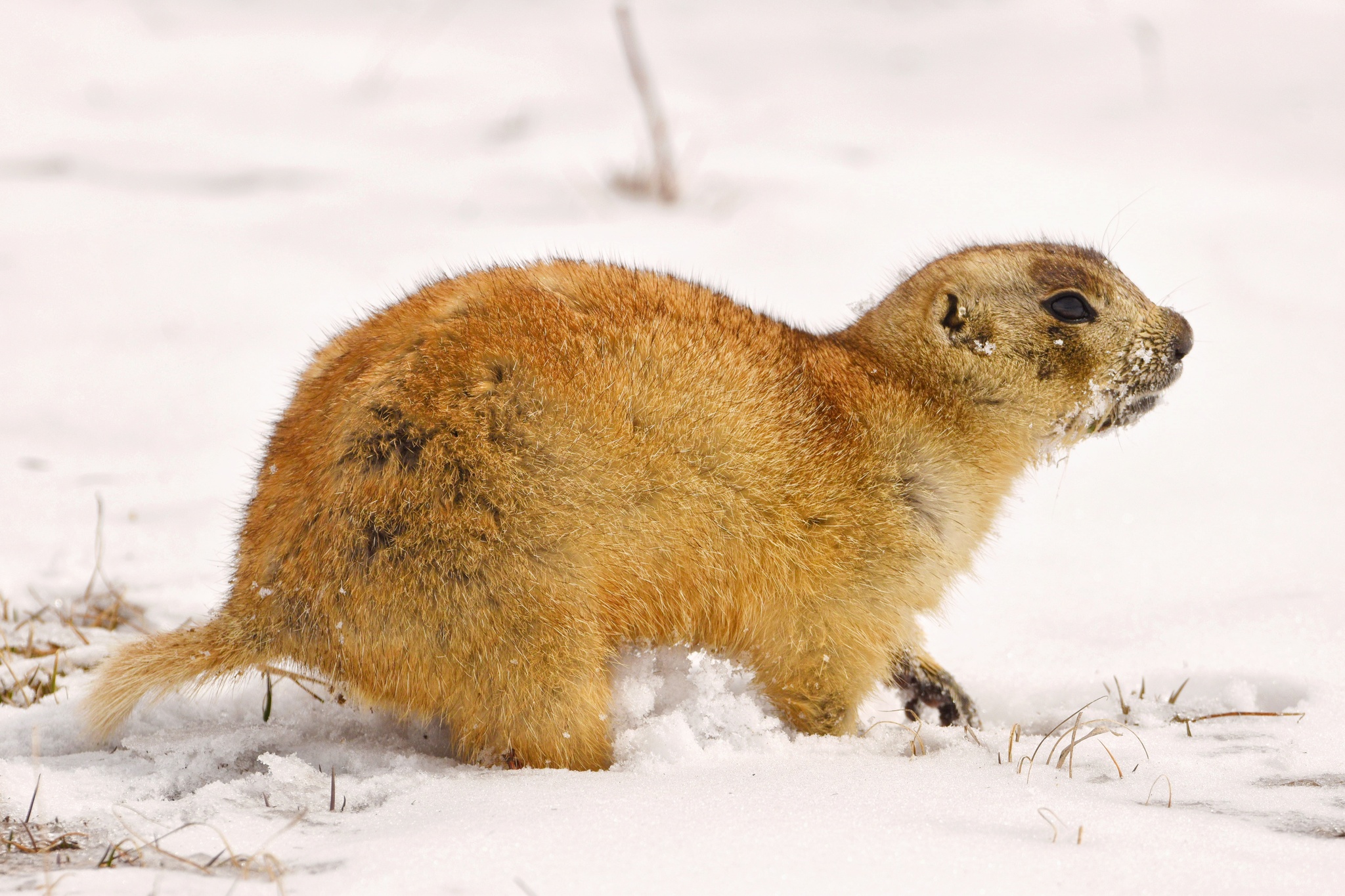 Cynomys leucurus Merriam, 1890