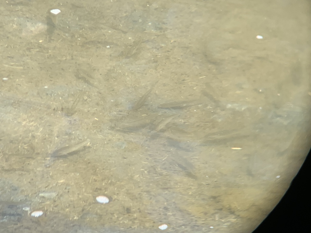 (Relictus) - Marine Life Identification