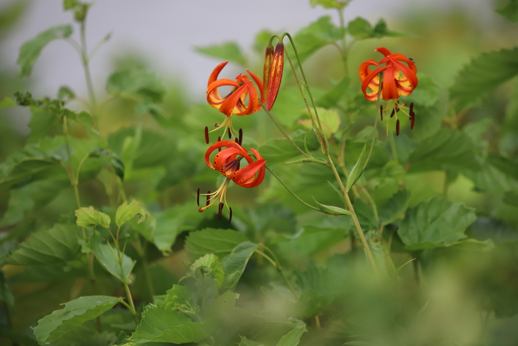 true lilies from Charlestown, RI, USA on July 27, 2018 at 08:57 AM by ...
