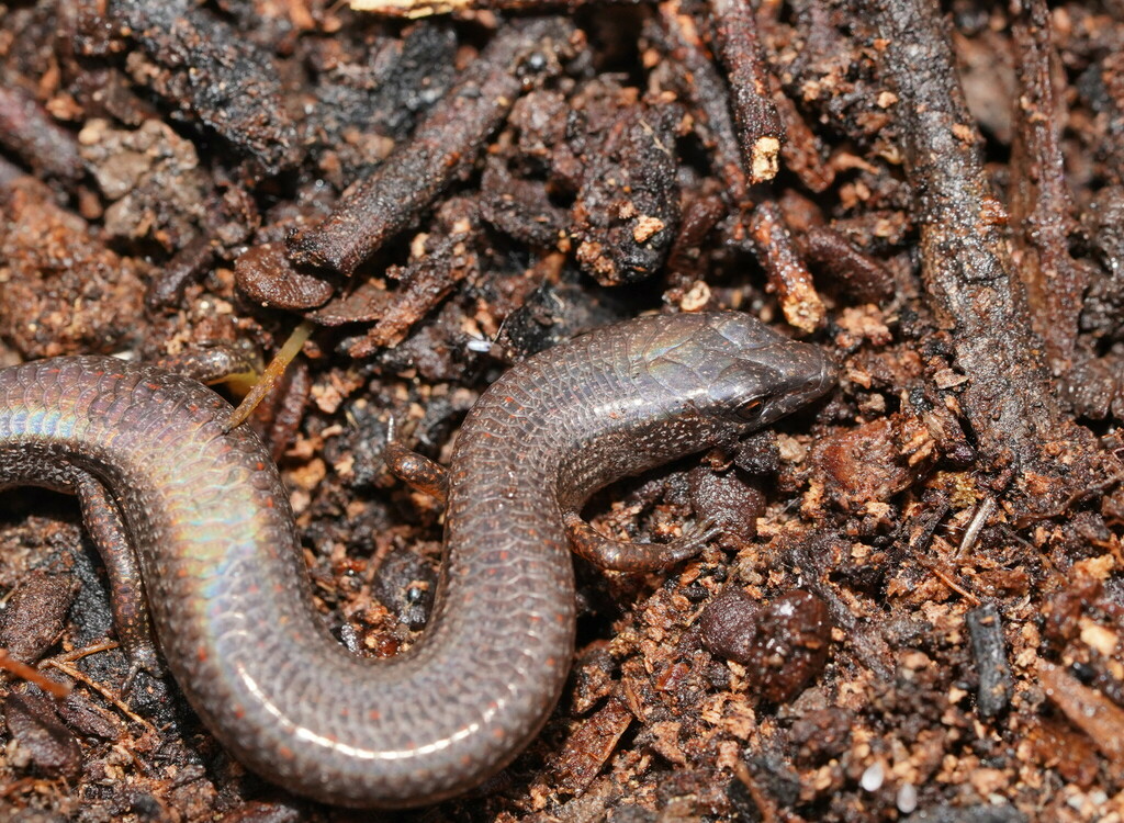 McCoy's Skink from Cathedral Range, Murrindindi - East, Victoria ...