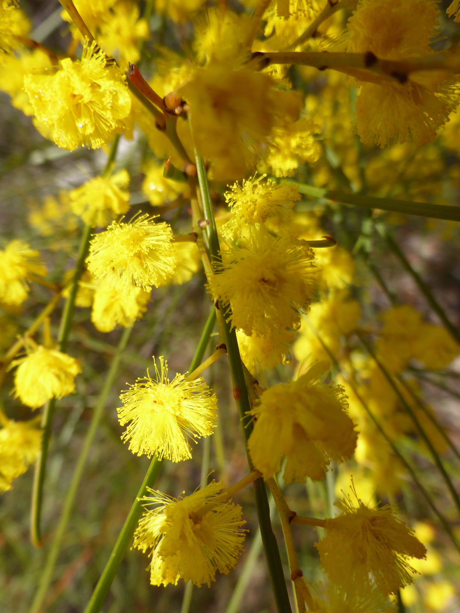 Acacia adunca A.Cunn. ex G.Don