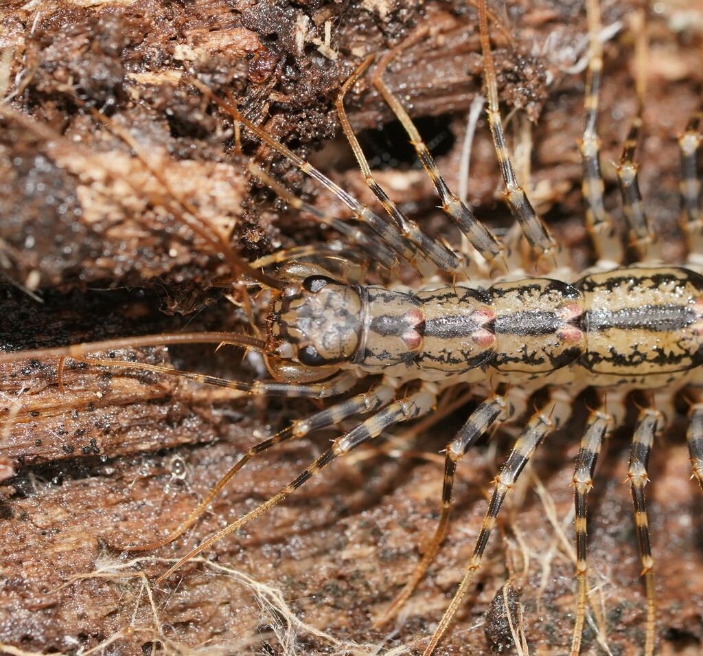 Australian House Centipede from Rubicon VIC 3712, Australia on August ...