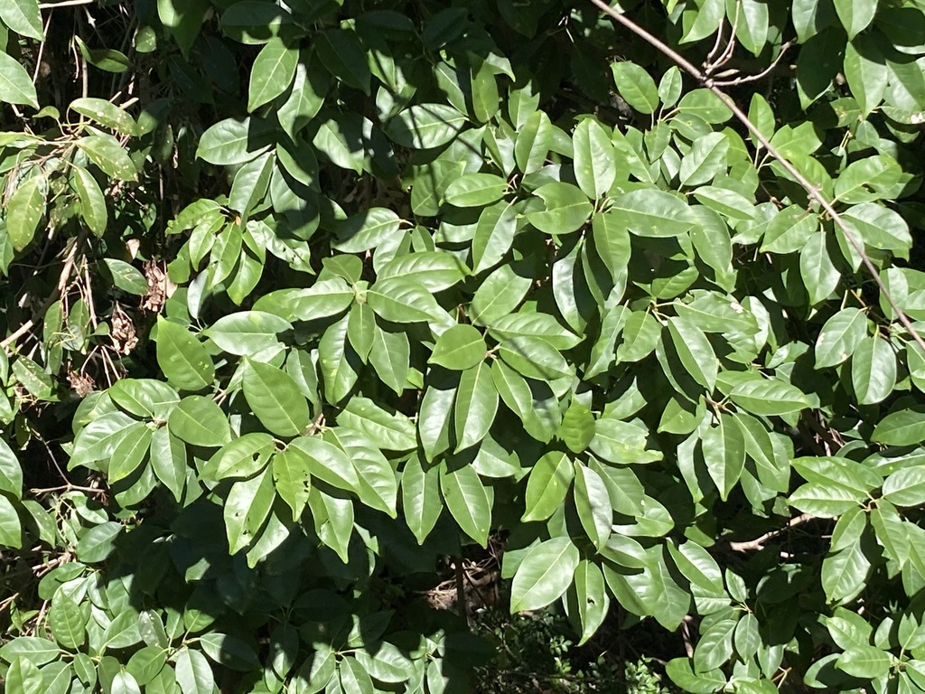 evergreen maple from 玉山國家公園, TW on August 11, 2022 at 11:13 AM by ...