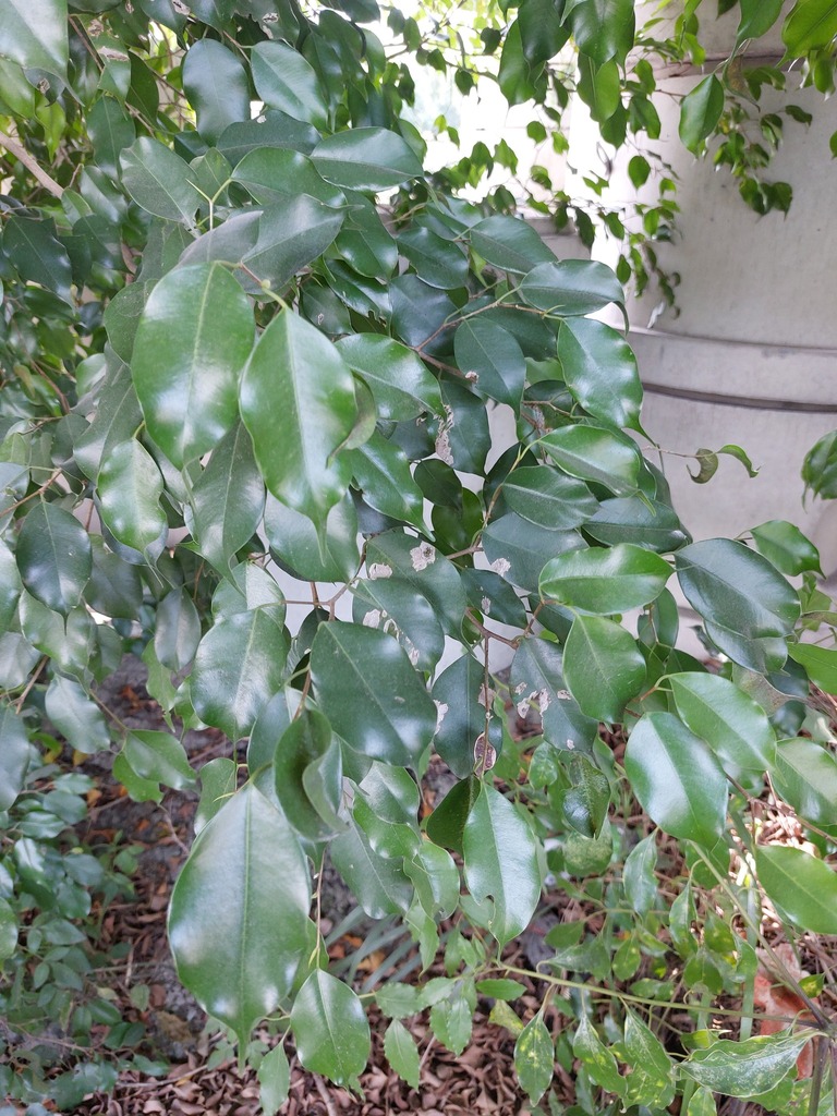 Weeping fig from 台灣台北 on August 11, 2022 at 09:26 AM by 胡正恆(Jackson Hu ...