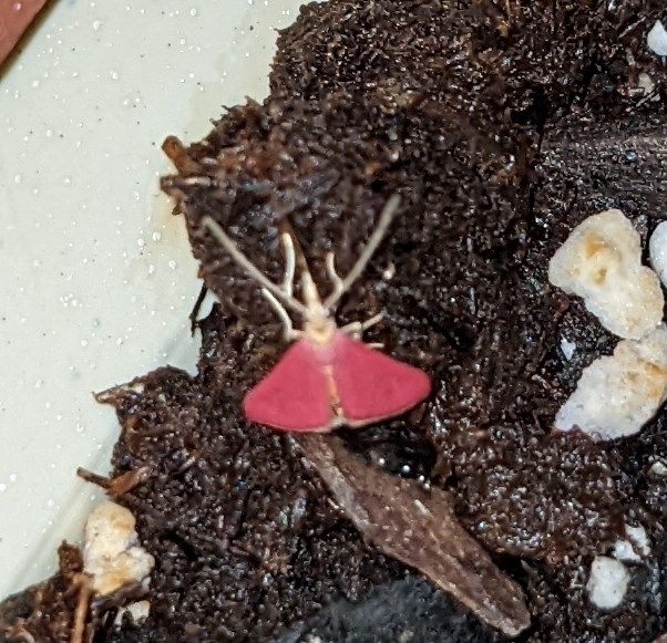 Inornate Pyrausta Moth in August 2022 by CMC. Yard, on damp potting ...