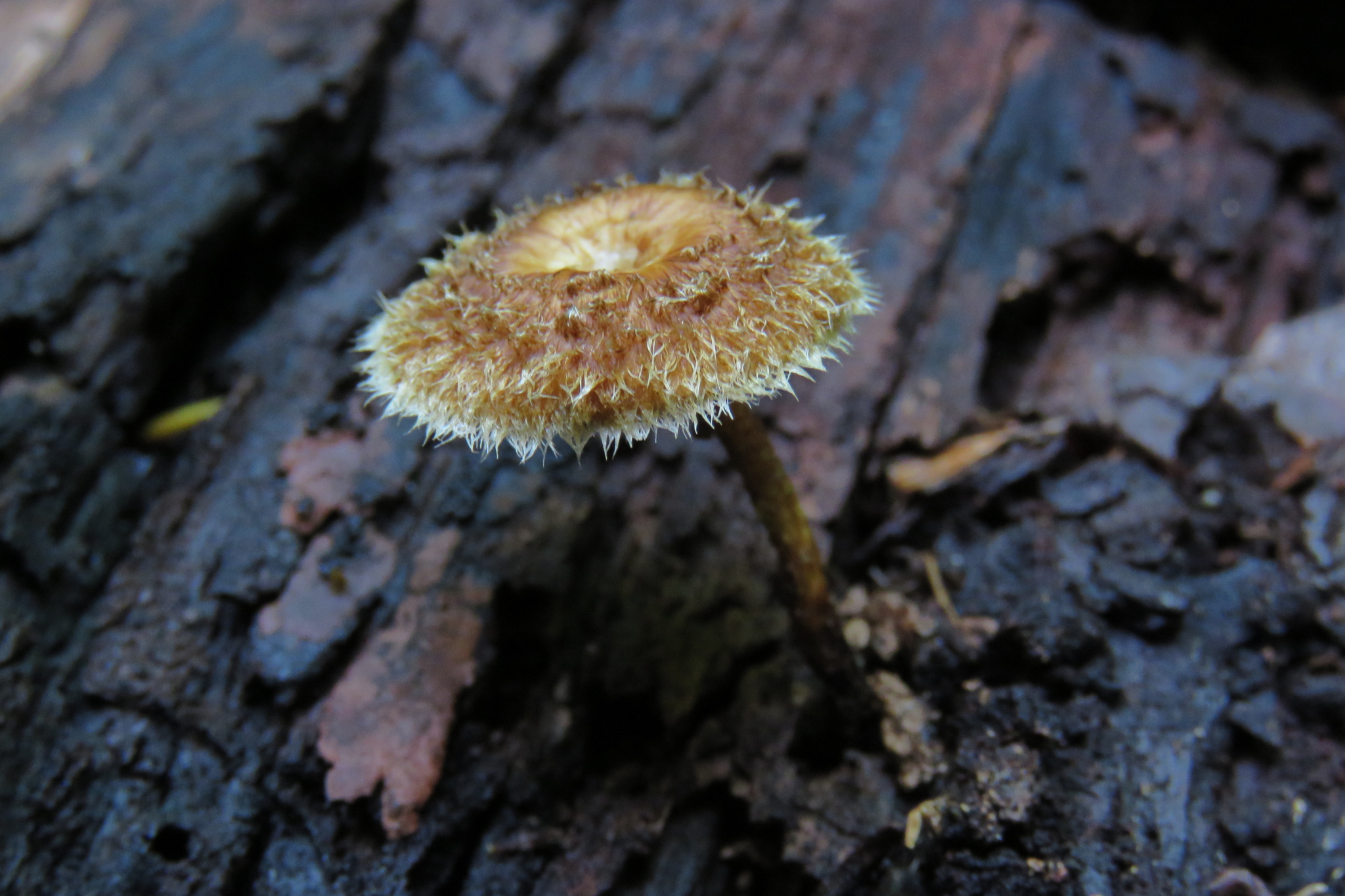 Lentinus berteroi (Fr.) Fr.