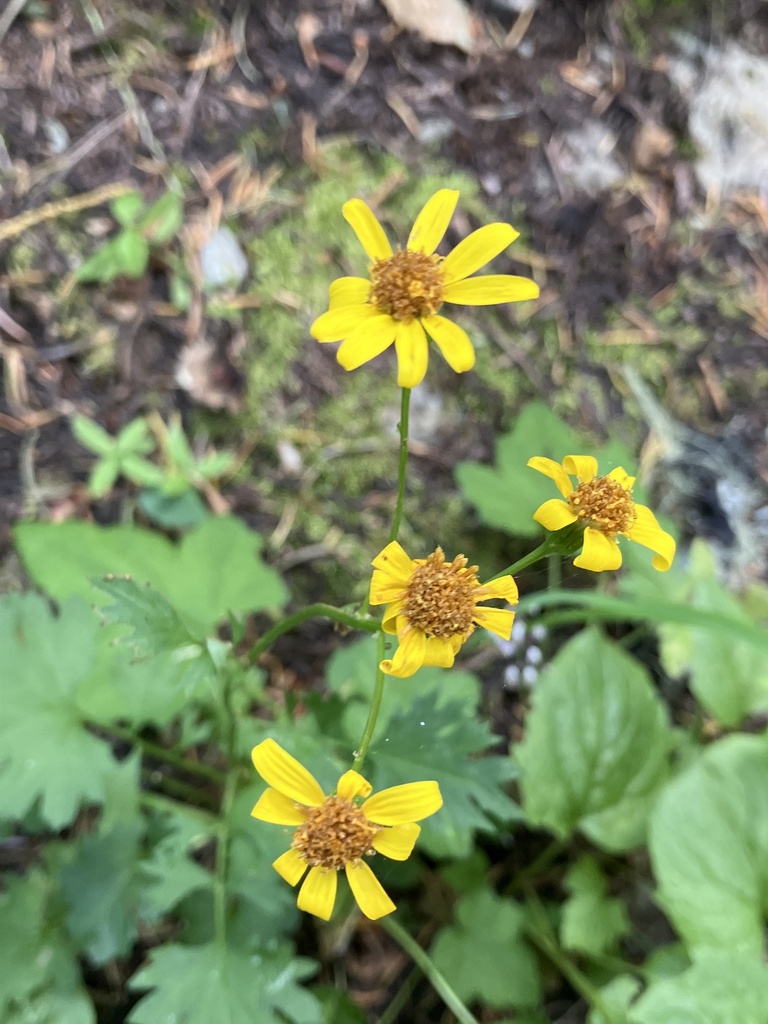 Bolander's Ragwort (Packera bolanderi) - Botanical Realm