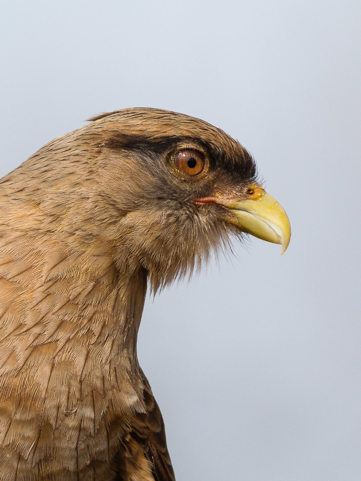 Chimango (Naturaleza en el Refugio del Agua-Mallín de Barrio Norte-VLA ...