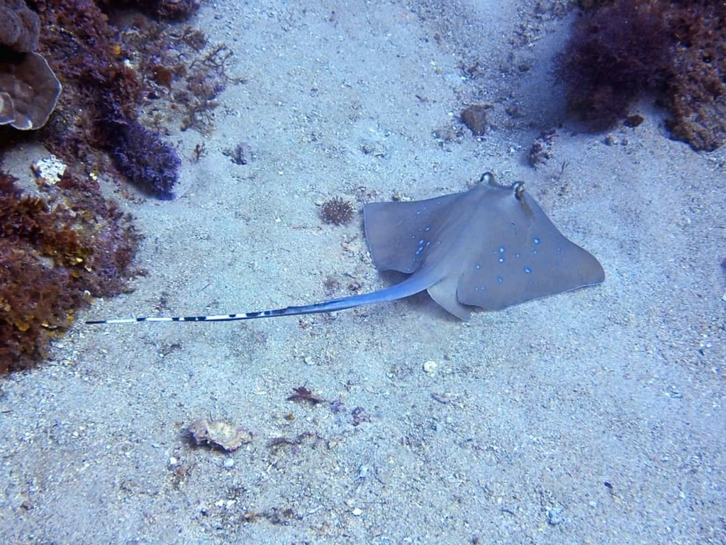 Neotrygon orientale from Hengchun Township on August 11, 2022 at 11:55 ...