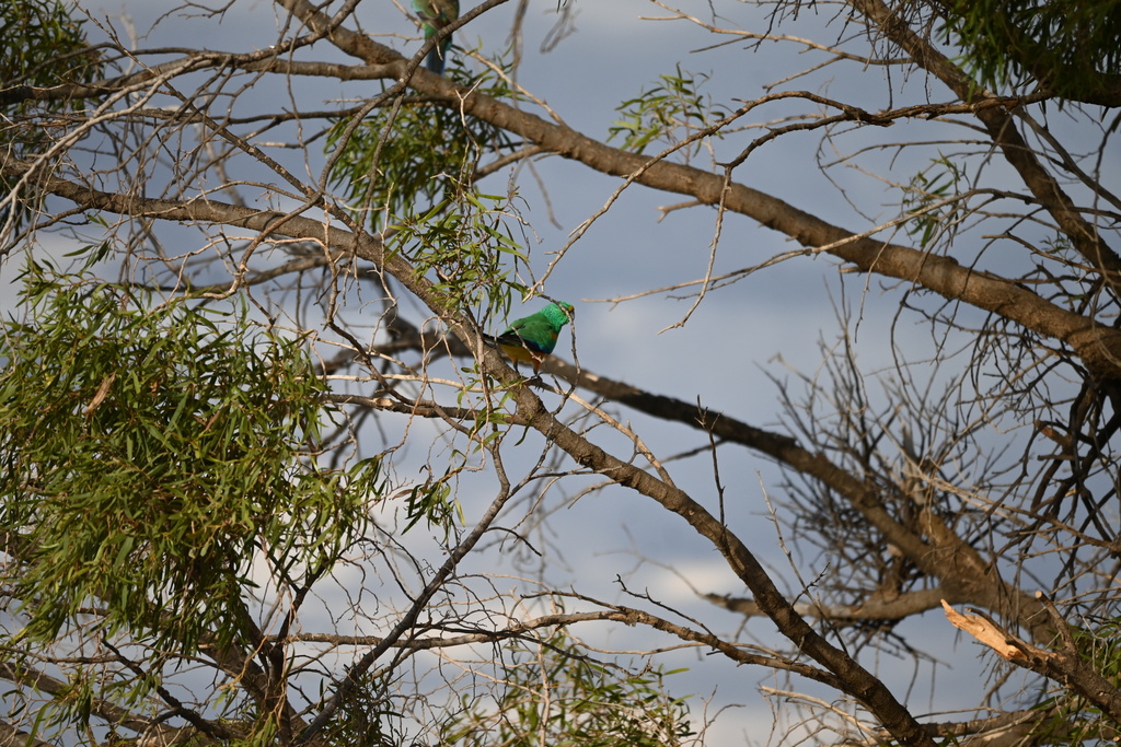 Mulga Parrot from Yorkeys Crossing Road, Wami Kata SA 5700, Australia ...