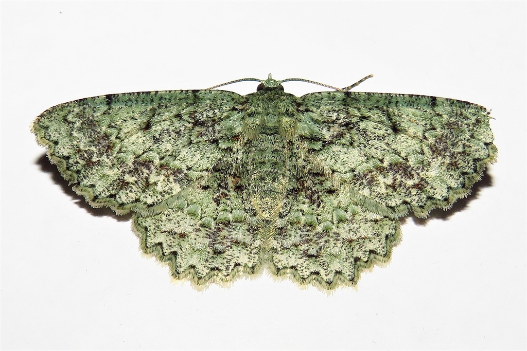 Green Looper from Wandella NSW 2550, Australia on December 21, 2017 at ...