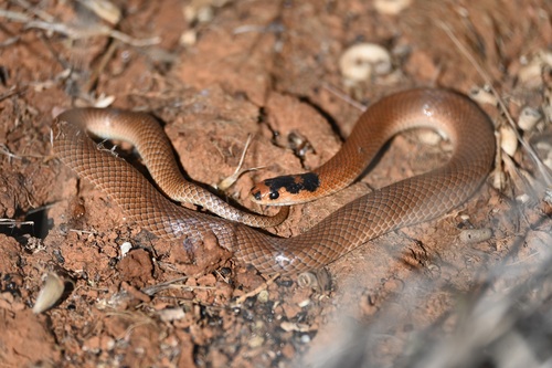 Spectacled Hooded Snake (Suta spectabilis) - Snakes and Lizards