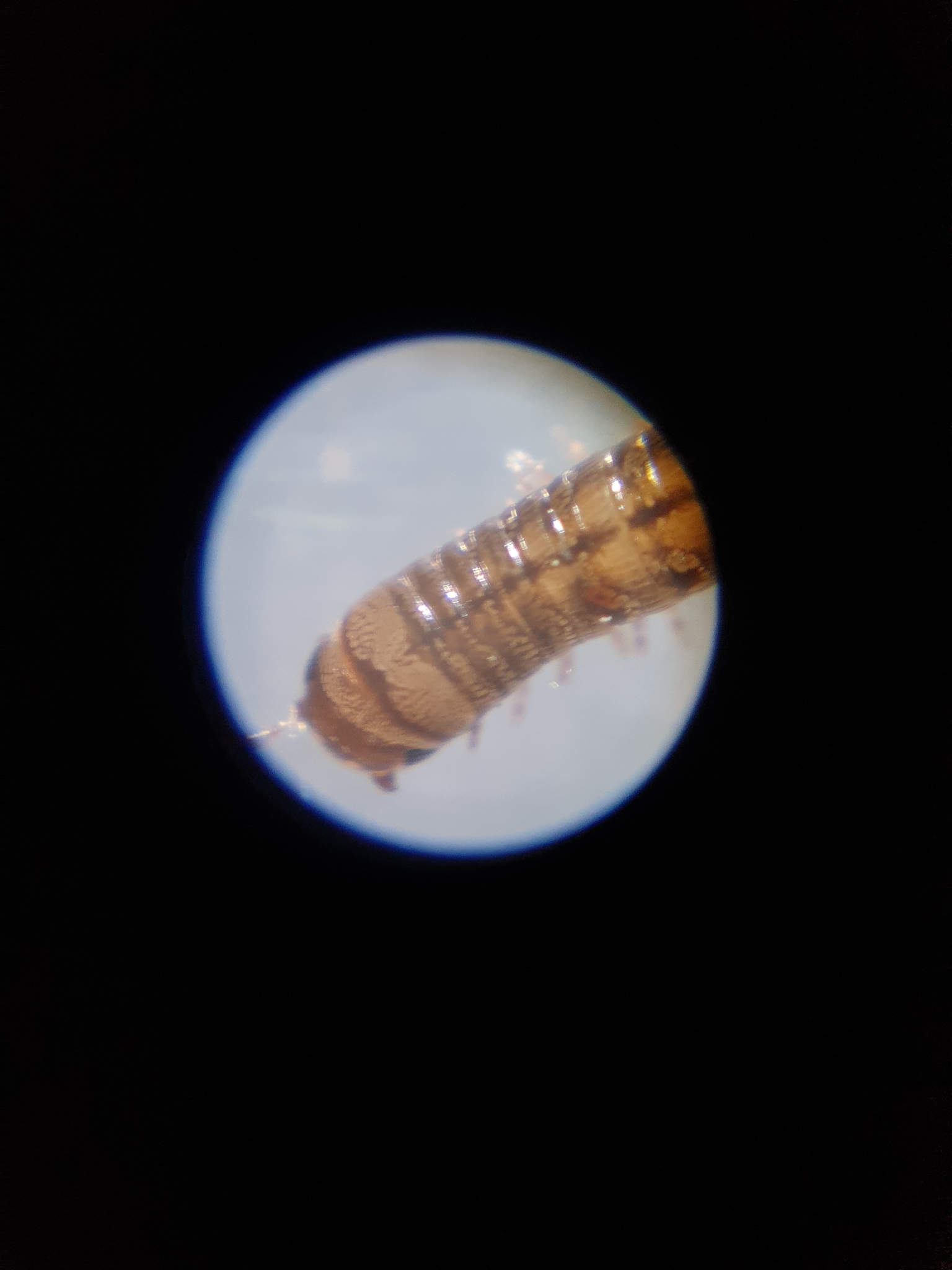 Brachyiulus pusillus (Leach, 1814)