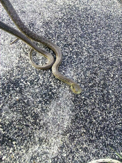 Aesculapian Snake in December 2017 by Francesco Cervoni. "1 subadulto ...