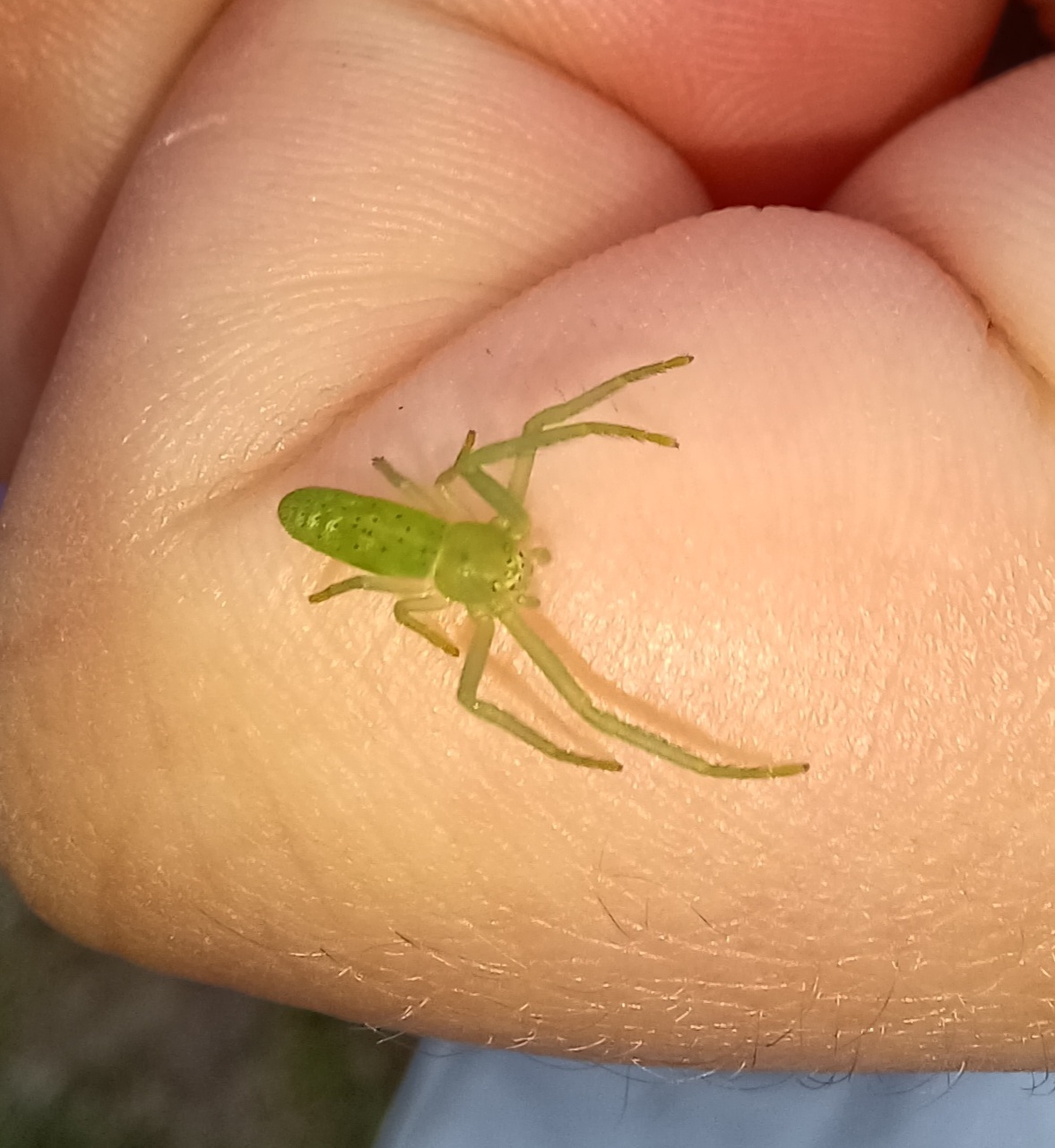 Cetratus rubropunctatus (Rainbow, 1920)
