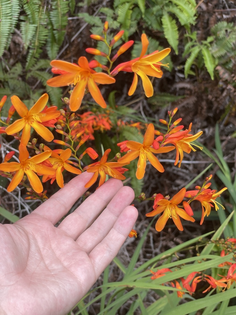 Garden Montbretia from Kīlauea, HI, US on August 10, 2022 at 01:23 PM ...