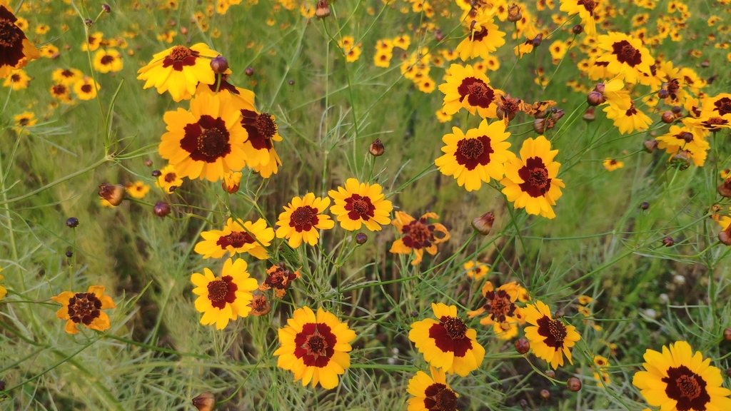 plains coreopsis in June 2022 by 15721196805 · iNaturalist
