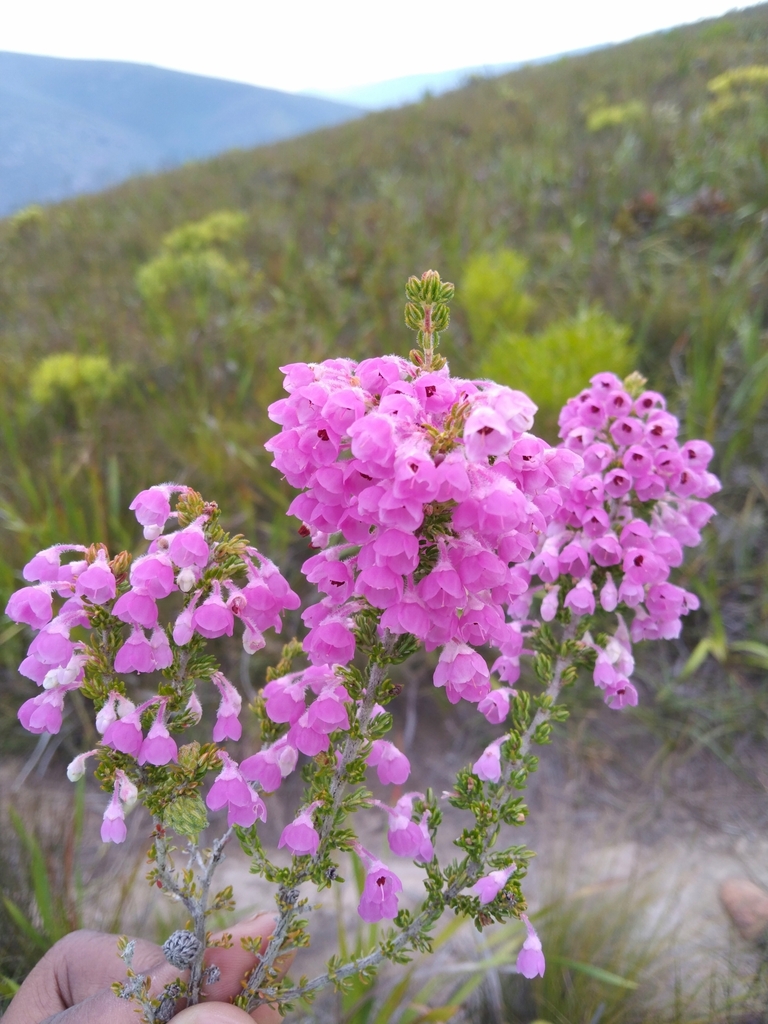 Heaths from Uitenhage Farms, Gqeberha, South Africa on August 3, 2022 ...