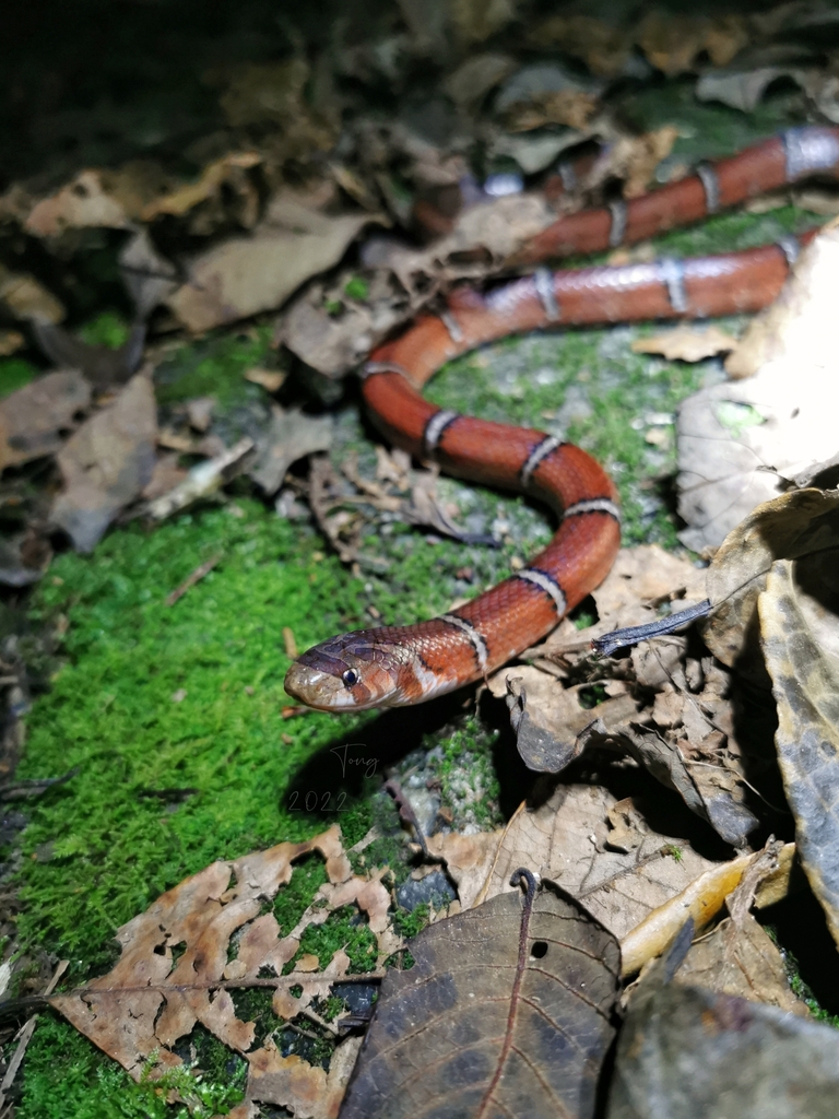 Light-barred Kukri Snake in July 2022 by 通通 · iNaturalist