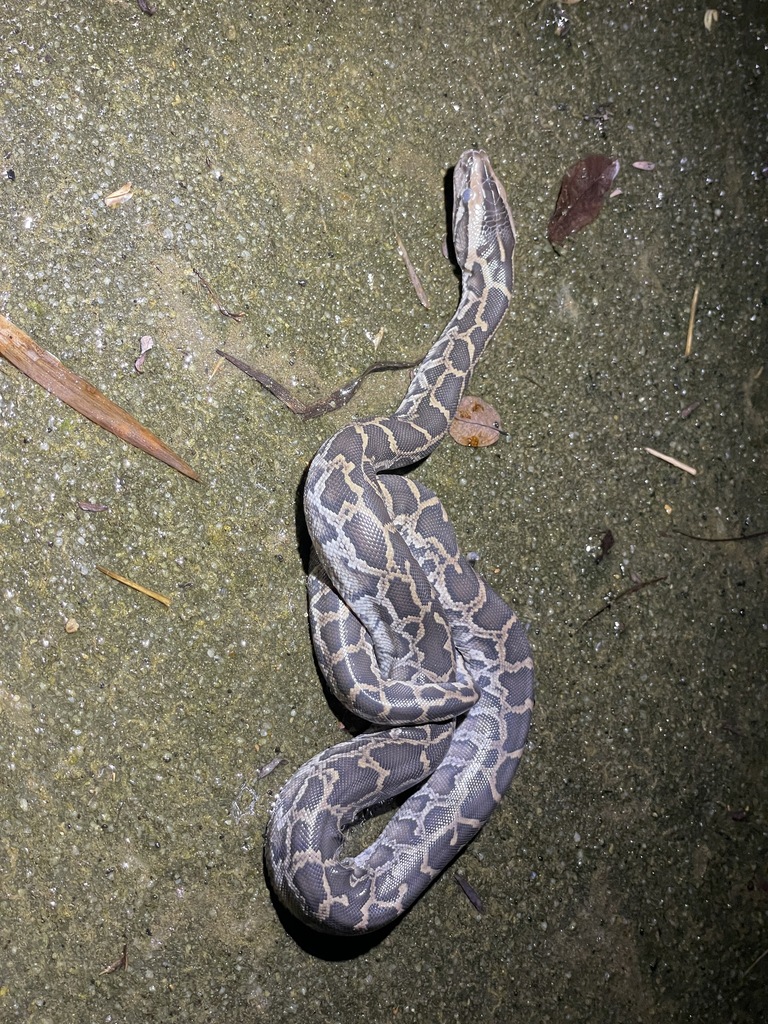 Burmese Python in July 2022 by Lawrence Hylton · iNaturalist