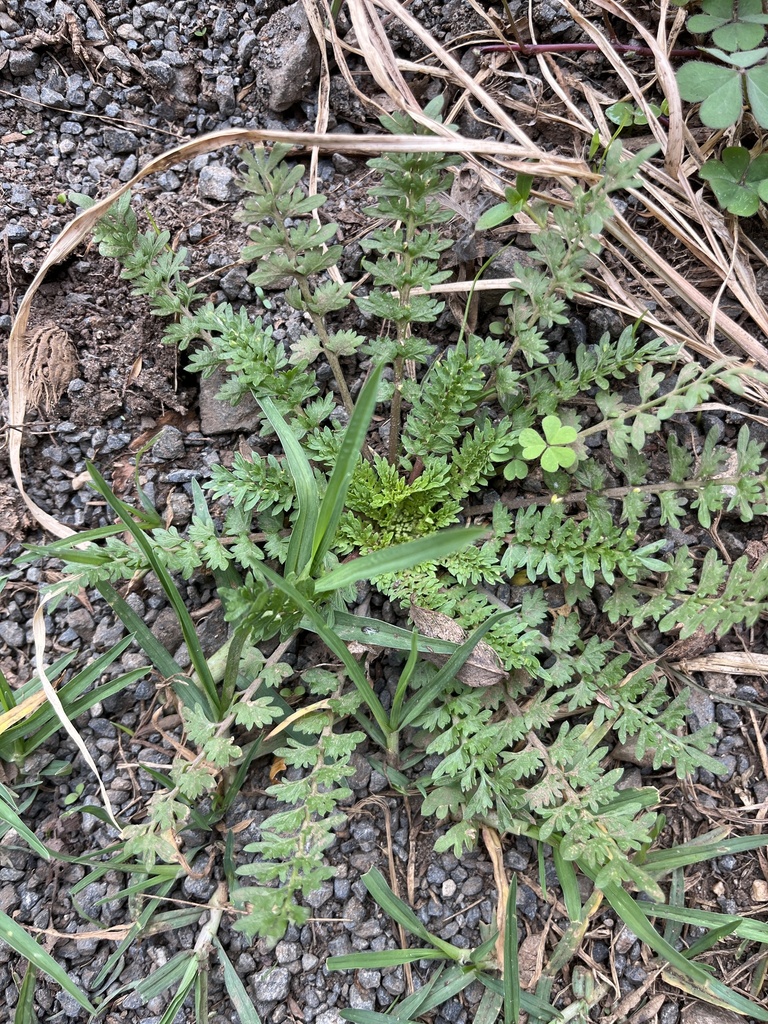 Lesser swine-cress from Uhuru Highway, Nairobi, Nairobi, KE on August ...