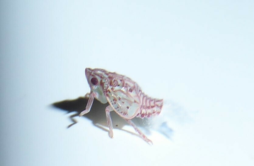 Torpedo Bug from Waikouaiti, New Zealand on August 03, 2022 at 08:48 PM ...