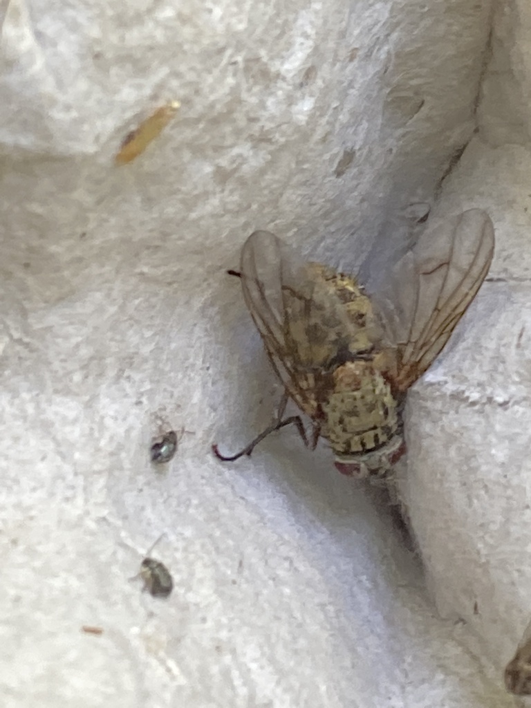 House Flies and Allies from ZSL Whipsnade Zoo, Dunstable, England, GB ...