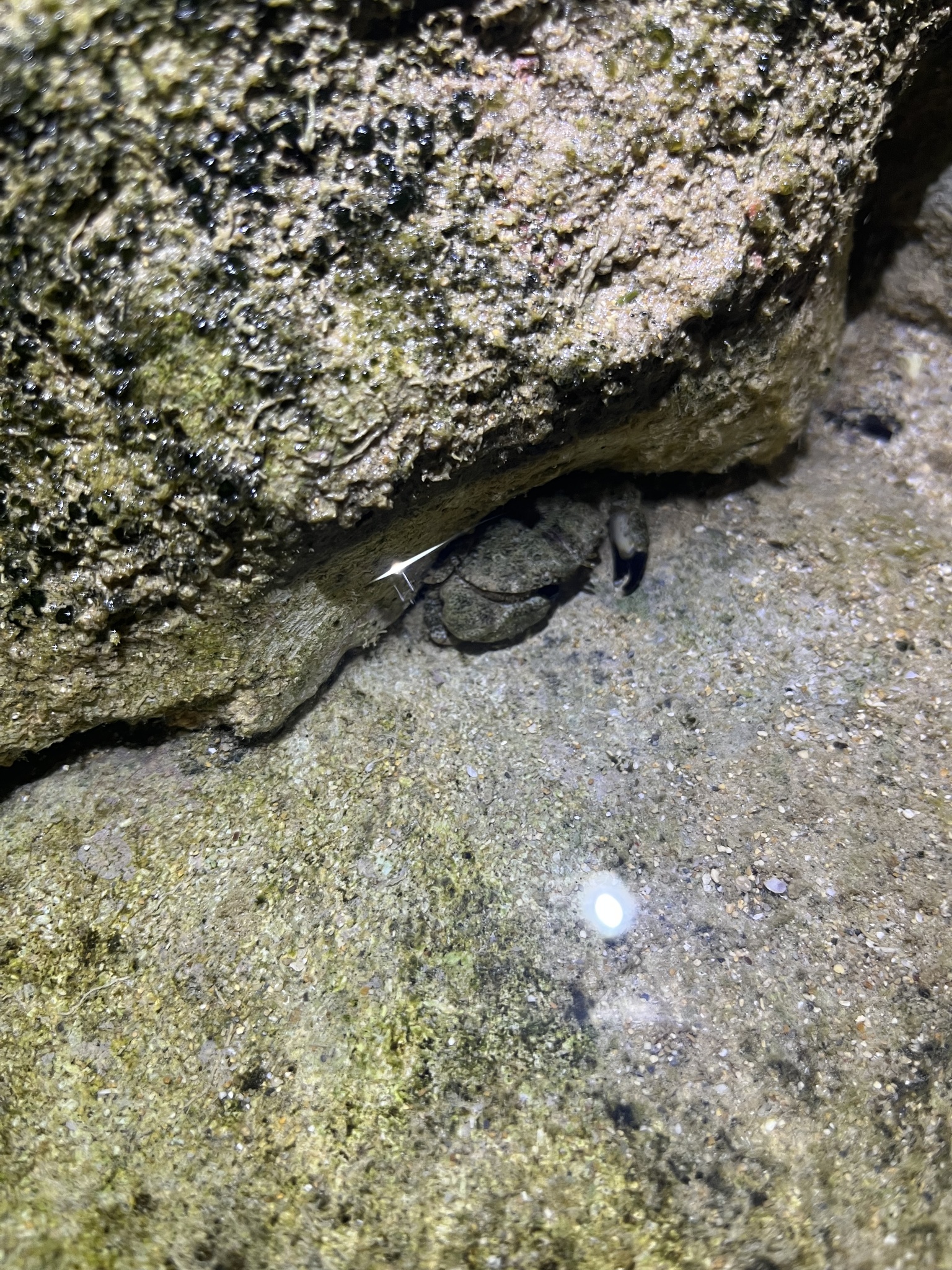 Leptodius sanguineus (H.Milne Edwards, 1834)