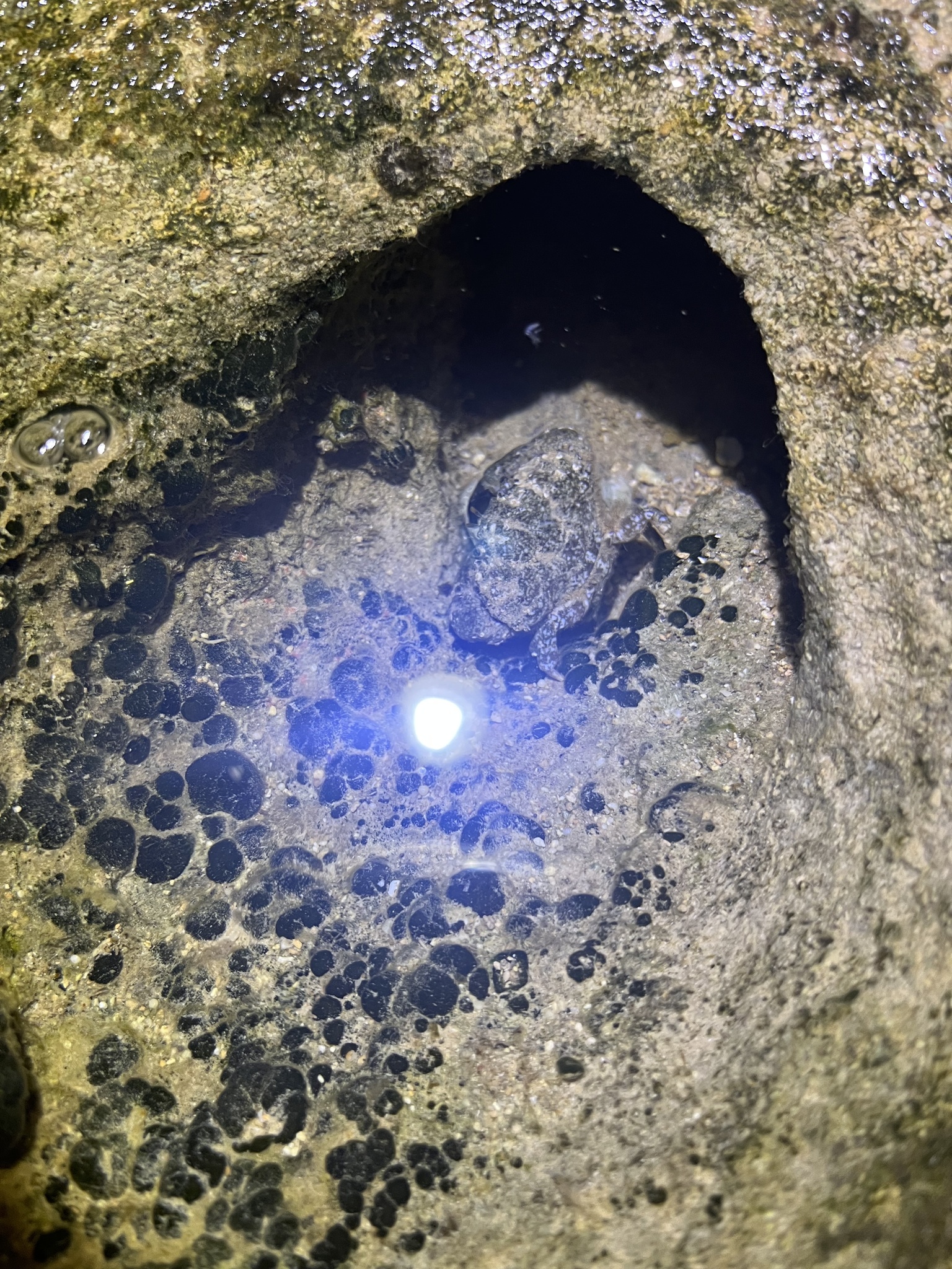 Leptodius sanguineus (H.Milne Edwards, 1834)