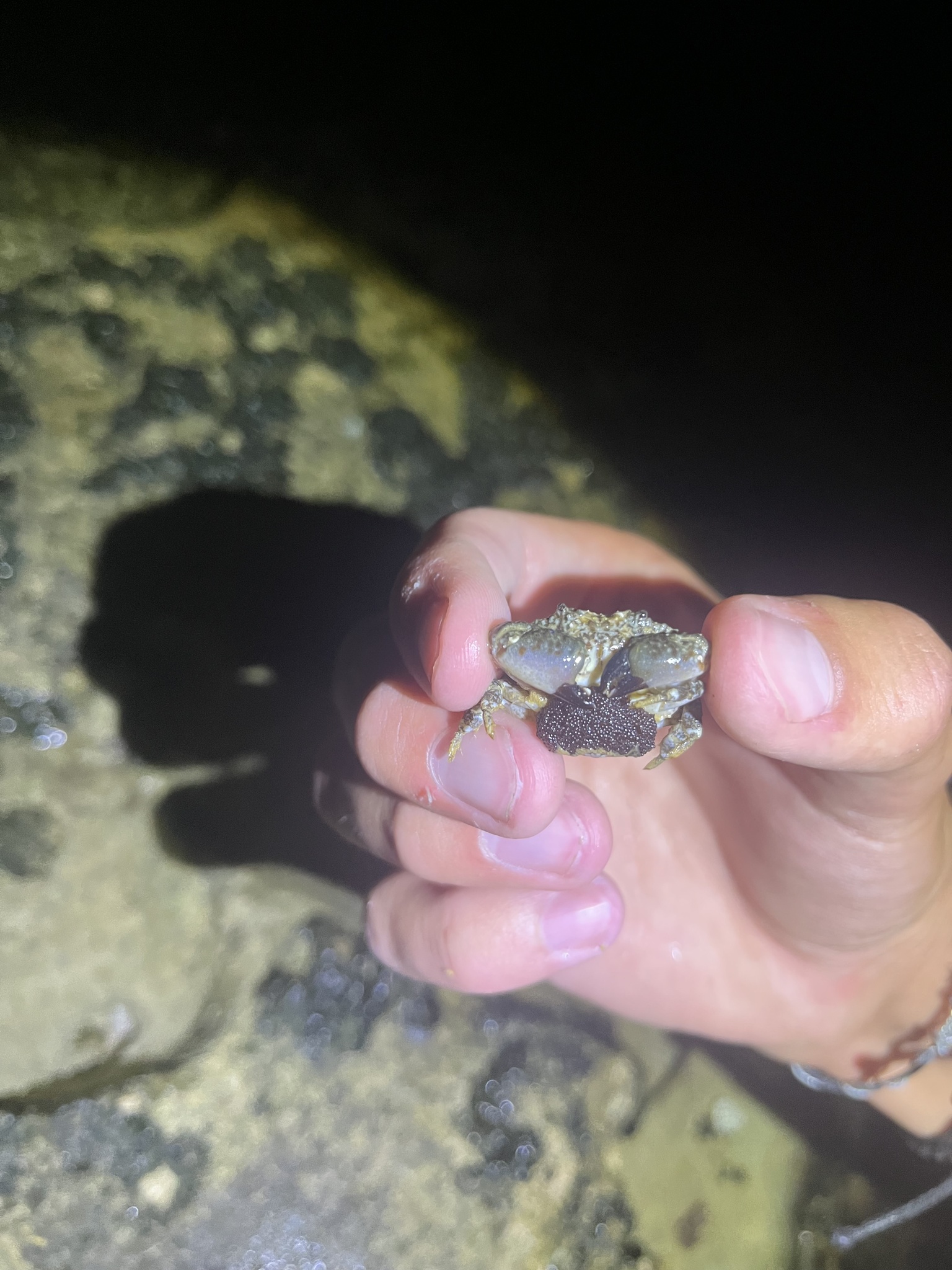 Leptodius sanguineus (H.Milne Edwards, 1834)