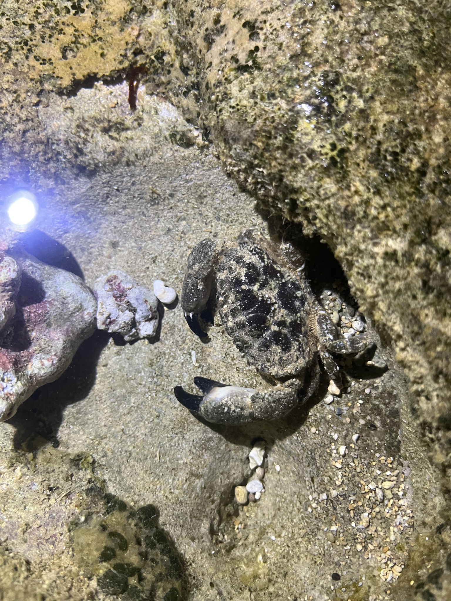 Leptodius sanguineus (H.Milne Edwards, 1834)