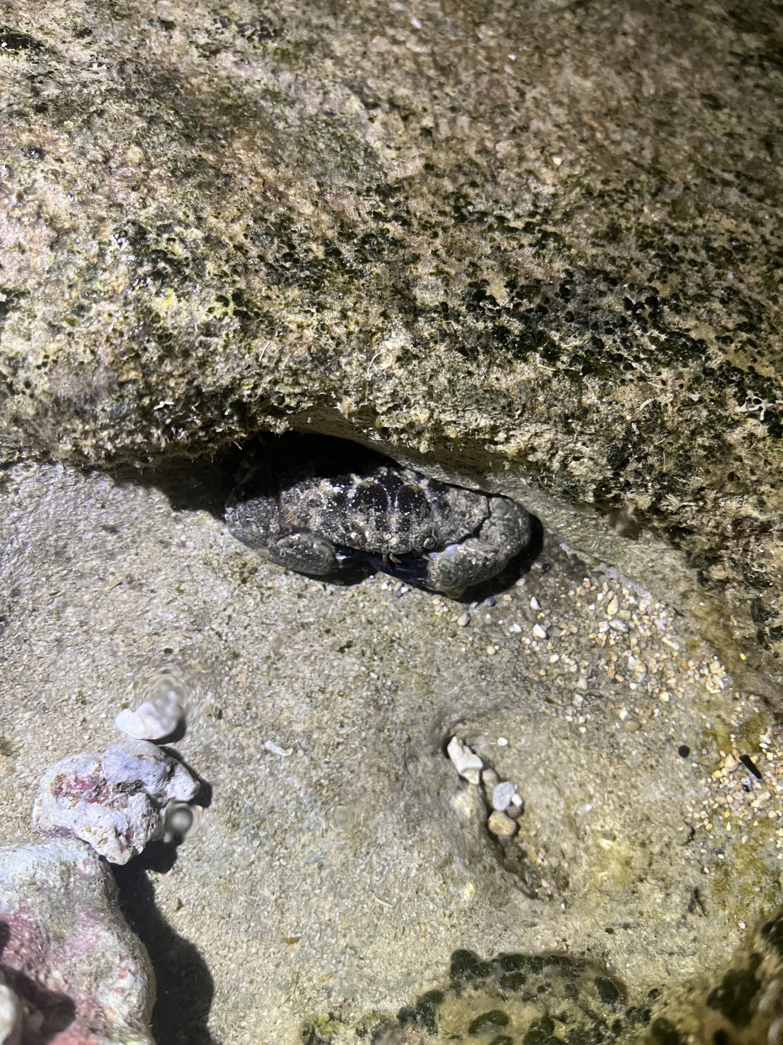 Leptodius sanguineus (H.Milne Edwards, 1834)