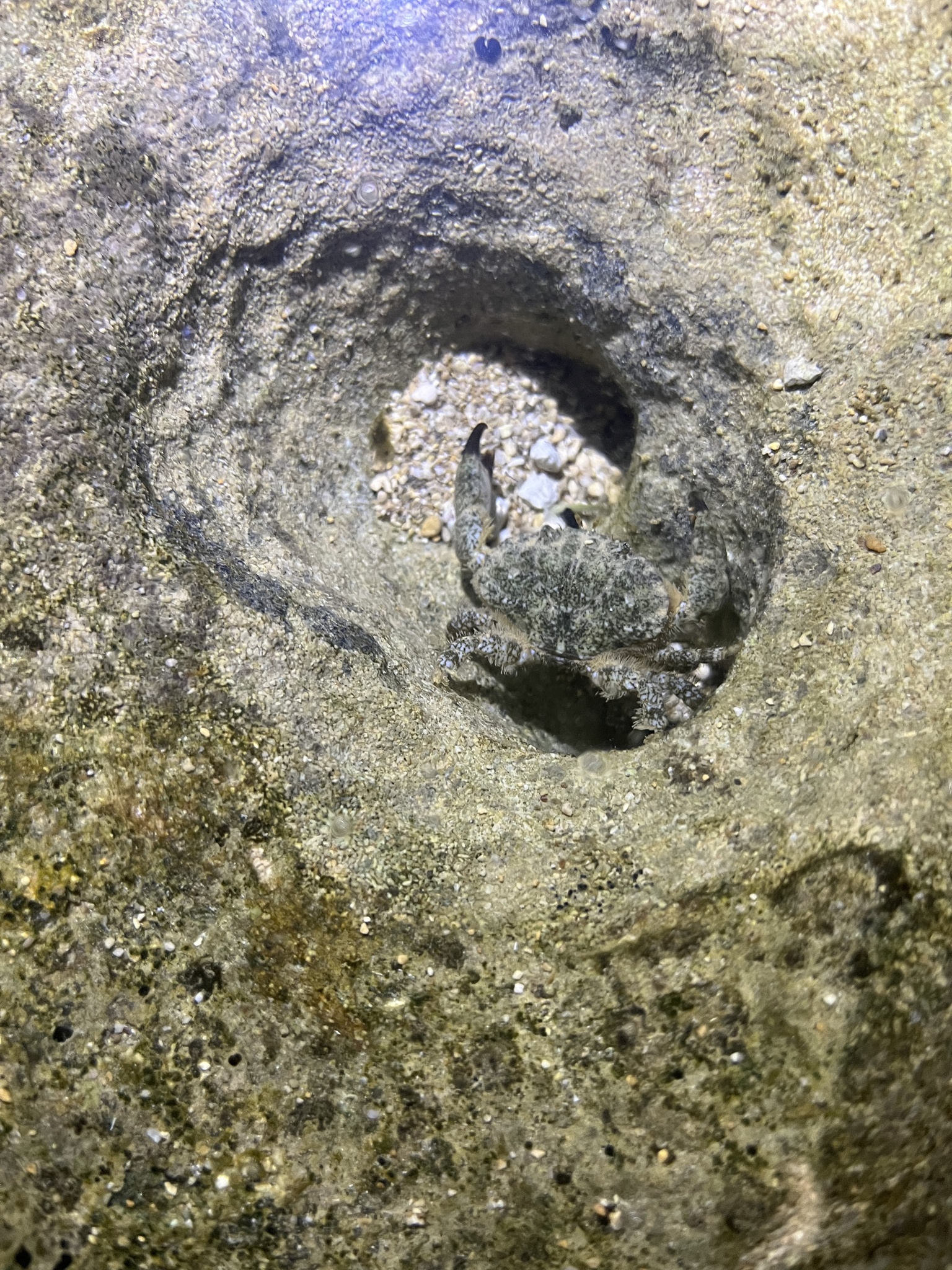 Leptodius sanguineus (H.Milne Edwards, 1834)