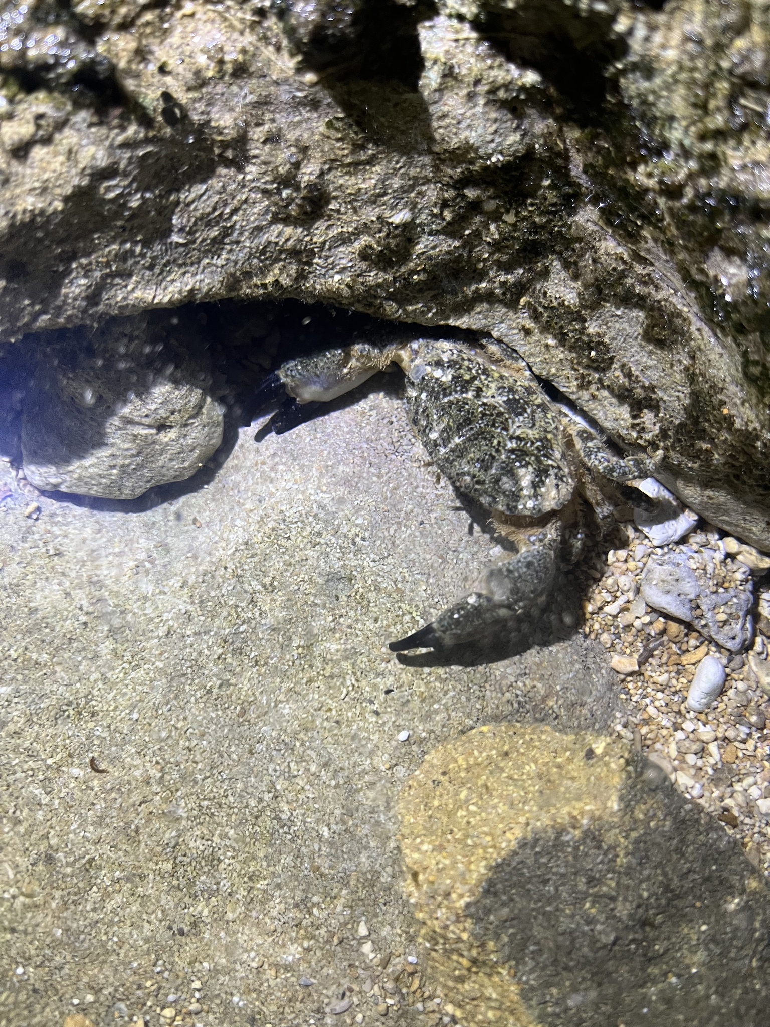 Leptodius sanguineus (H.Milne Edwards, 1834)