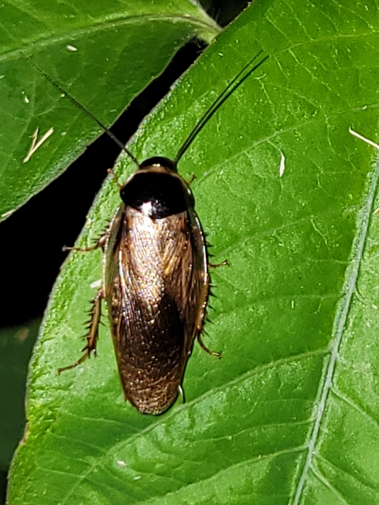 Indian Cockroach from Ipan, Talofofo, Guam on August 11, 2022 at 07:21 ...