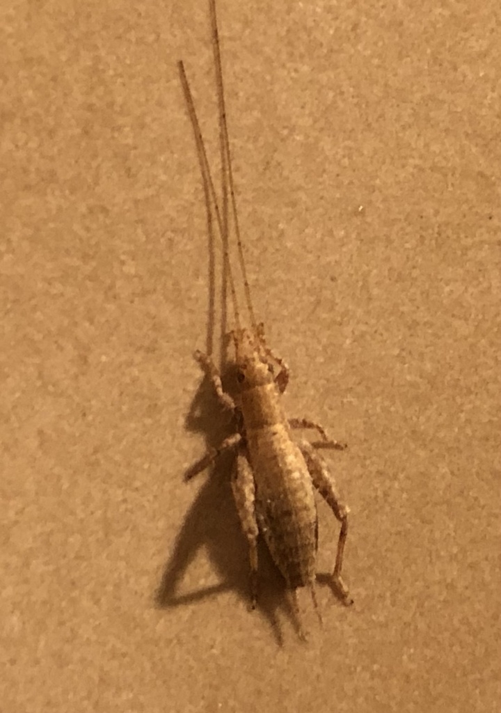 Hairy Scale-cricket in August 2022 by Albert Cardona · iNaturalist