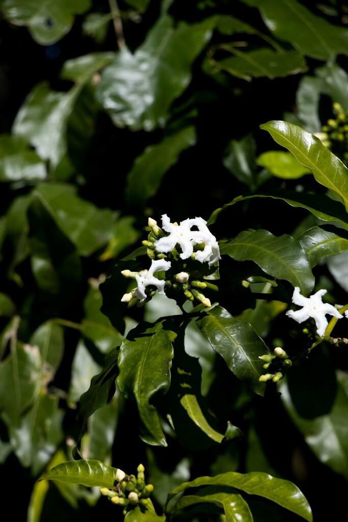 forest toad-tree from Umdoni Park, South Africa on August 10, 2022 at ...