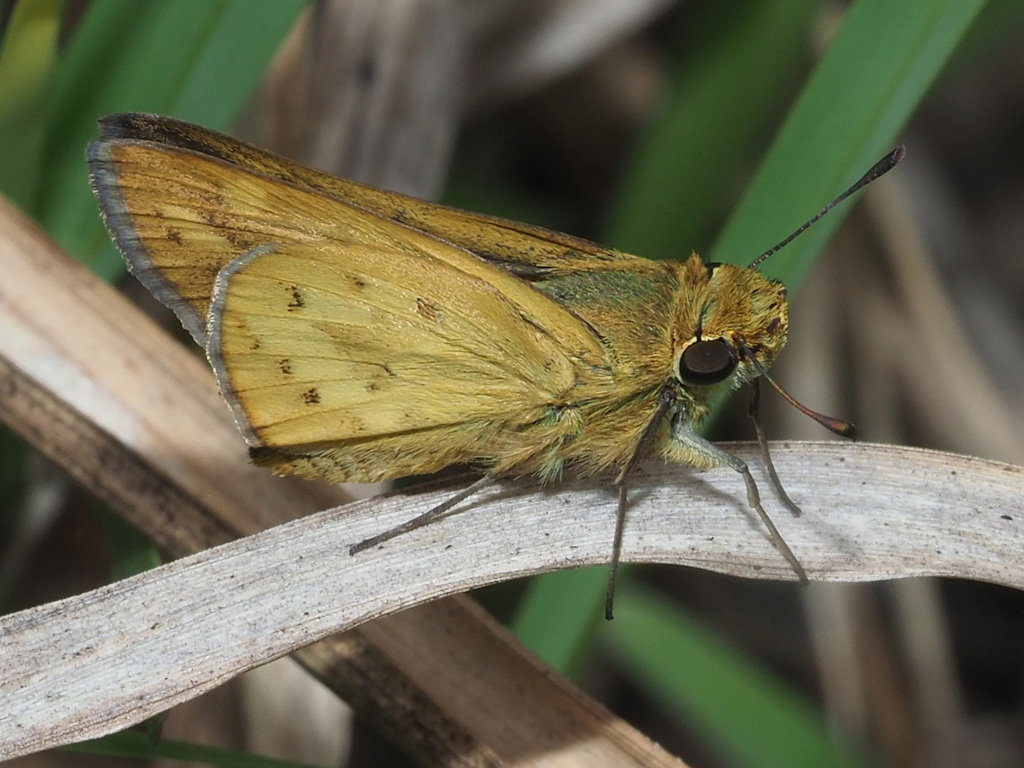 Common Dodger from Oribi gorge, Port Shepstone, KwaZulu-Natal, South ...