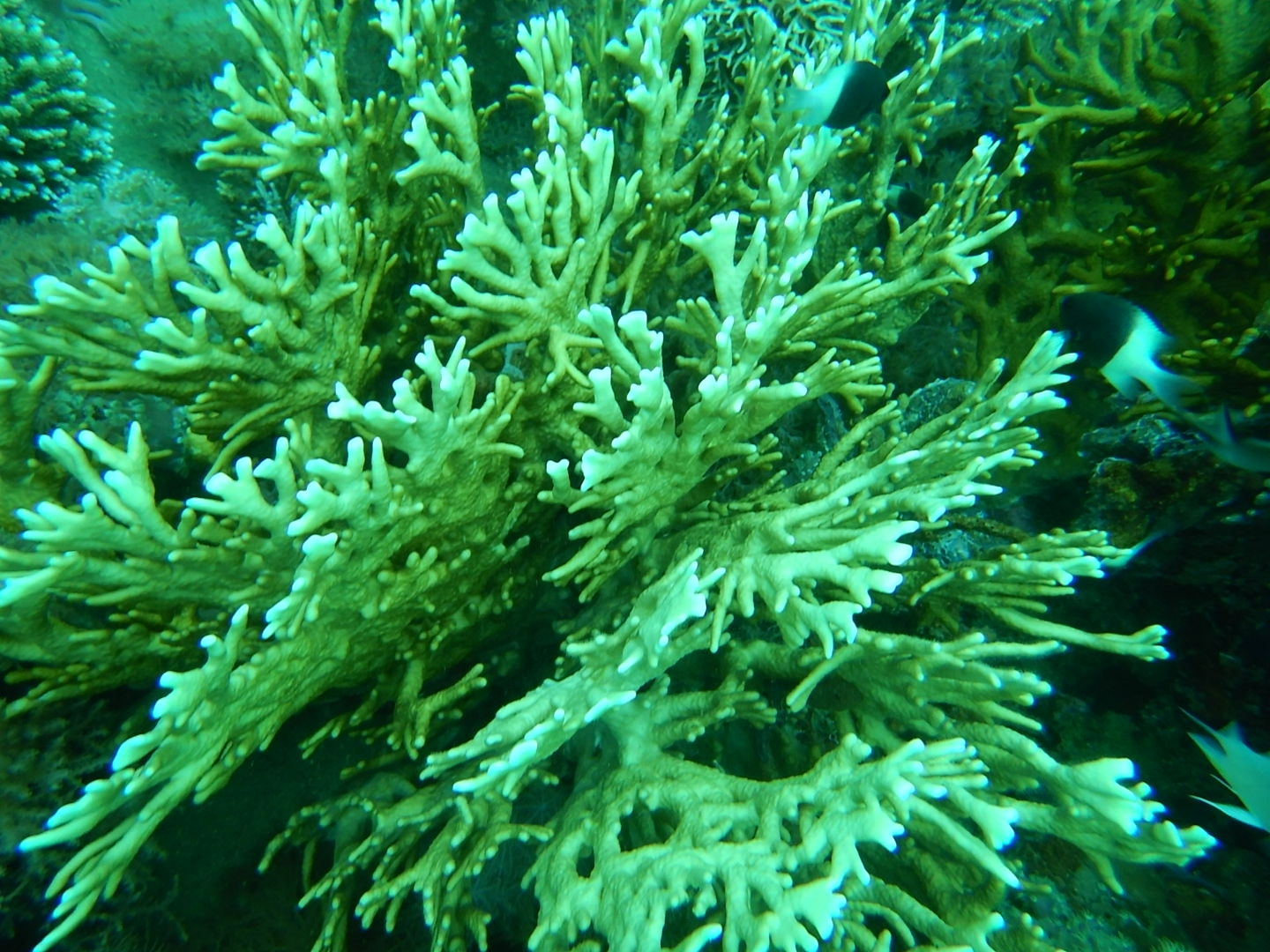 Millepora tenera Boschma, 1949