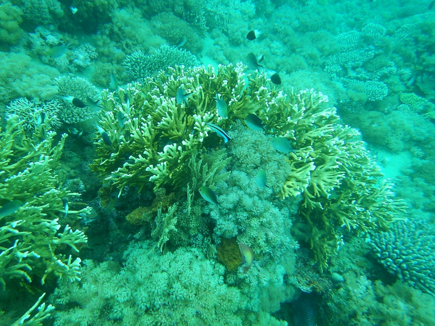 Millepora tenera Boschma, 1949