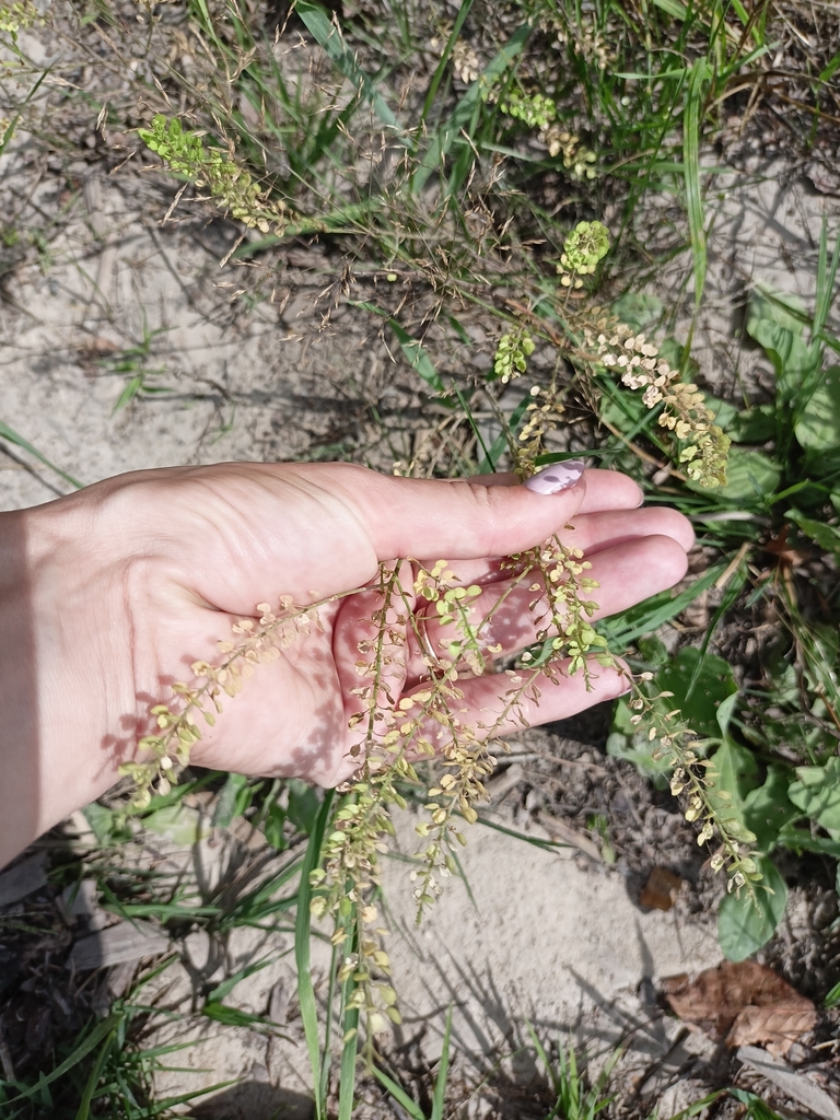 Common Peppergrass from Temnikovskiy rayon, RU-MR, RU on August 11 ...