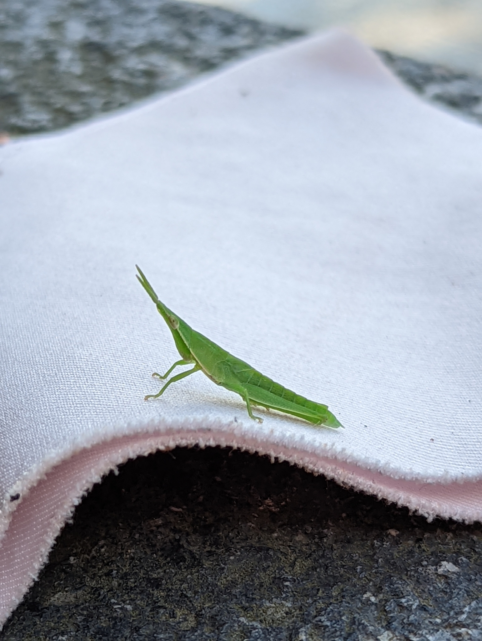 Atractomorpha lata (Mochulsky, 1866)