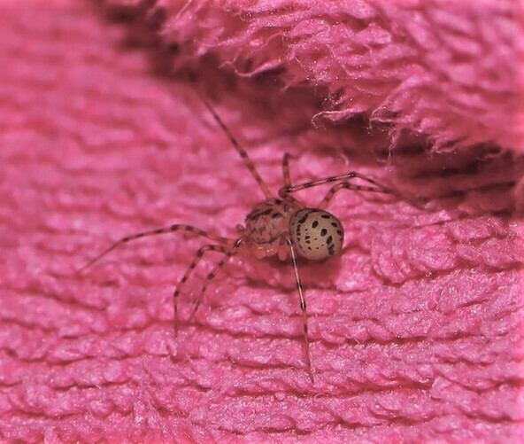 Common Spitting Spider in August 2022 by Barbara Klenner. Between ...