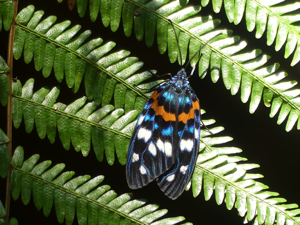 Erasmia pulchella in August 2022 by K_Kawashima · iNaturalist