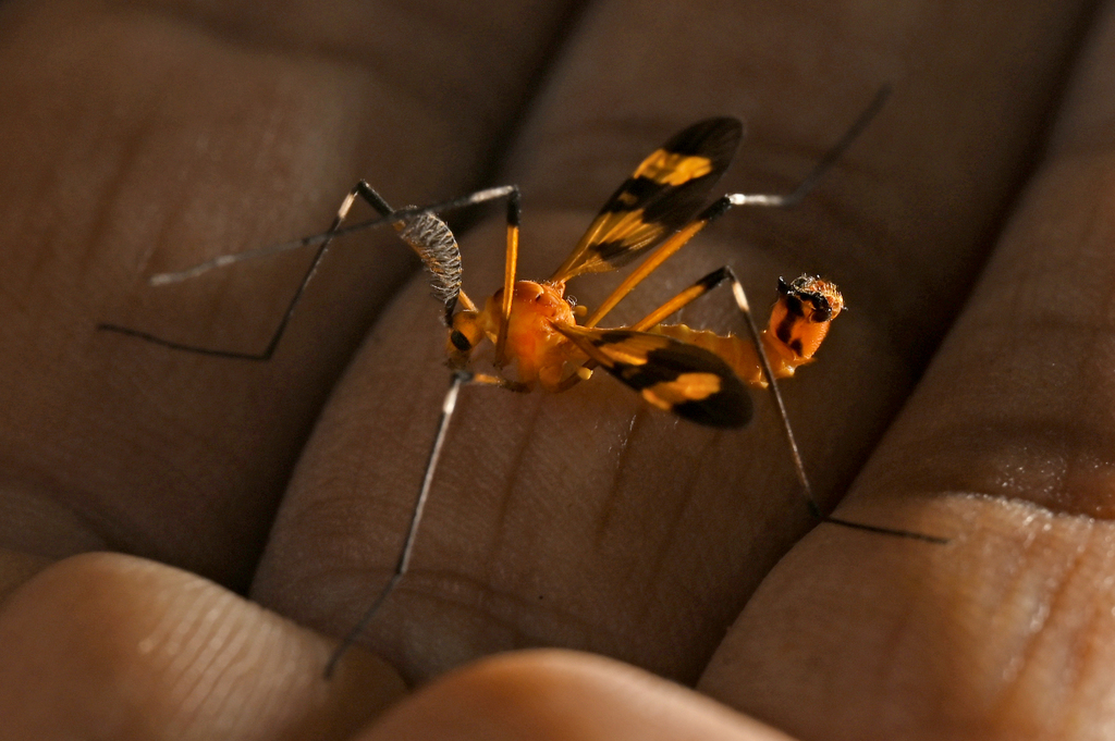 Antlered Crane Fly from Service Road, Kopri, Thane East, Thane ...