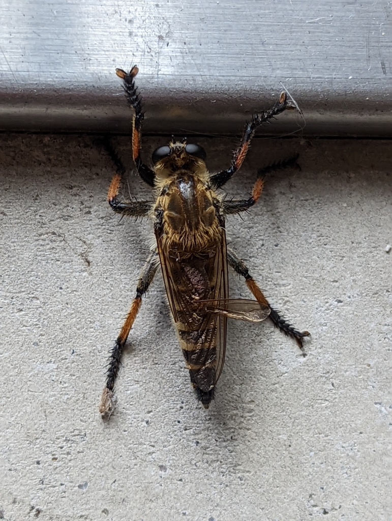 Promachus yesonicus from 461-0034, Japan on July 29, 2022 at 11:34 AM ...