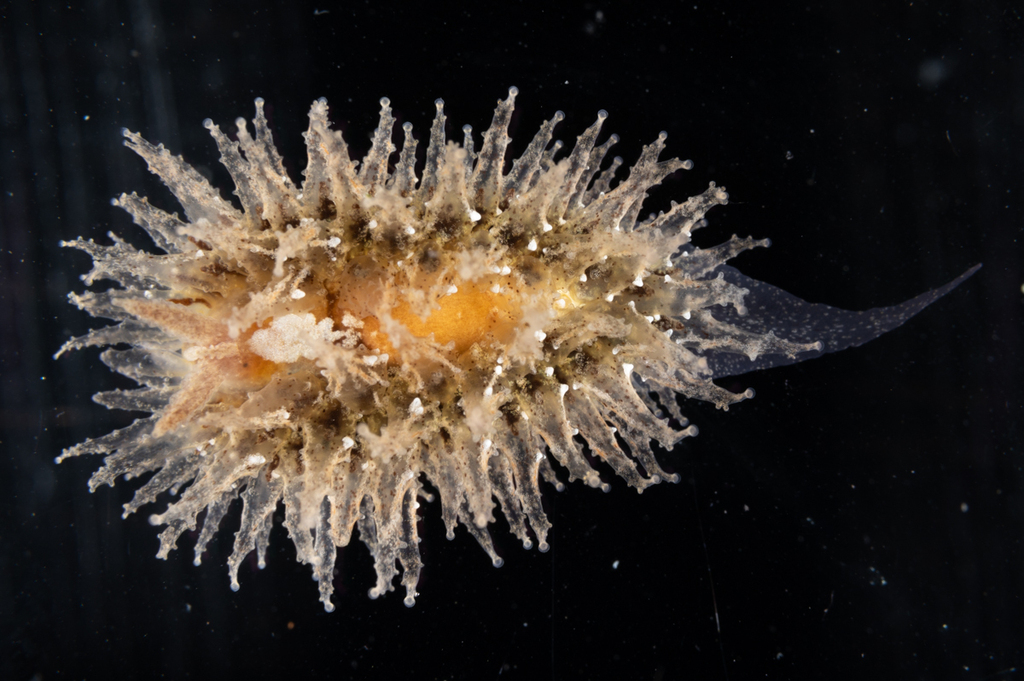 Janolus hyalinus from Cornwall, England, United Kingdom on August 8 ...