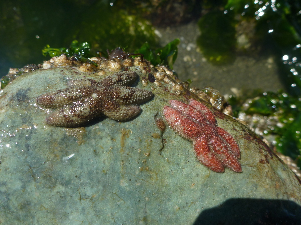 Six-rayed Star from Island, Washington, United States on August 01 ...