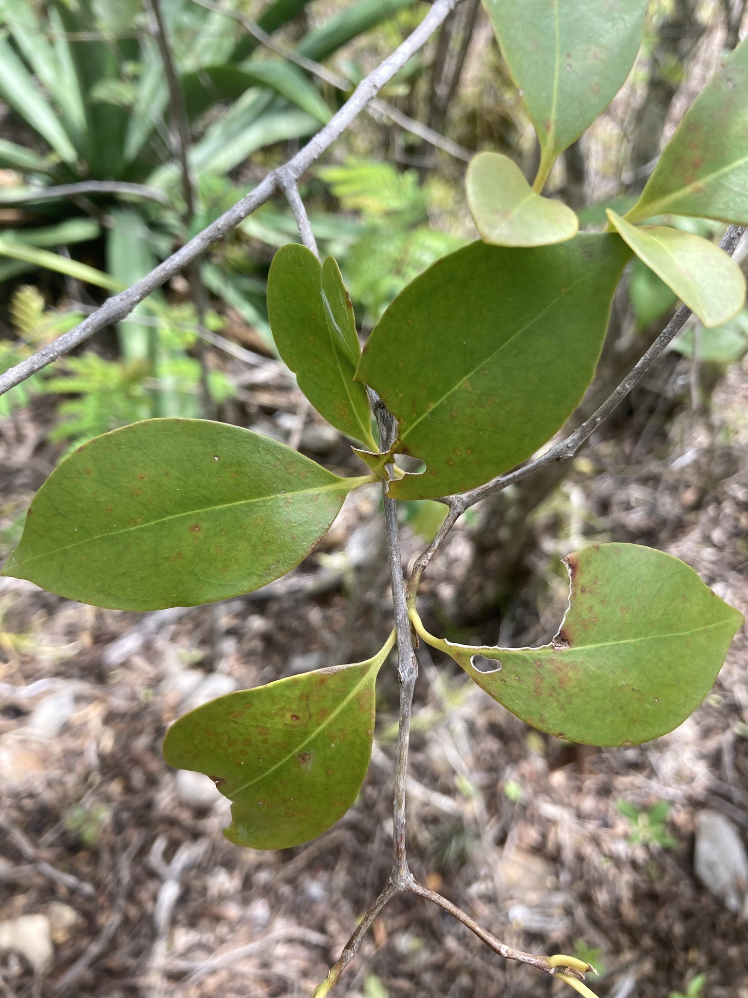 Guapira fragrans (Dum.Cours.) Little
