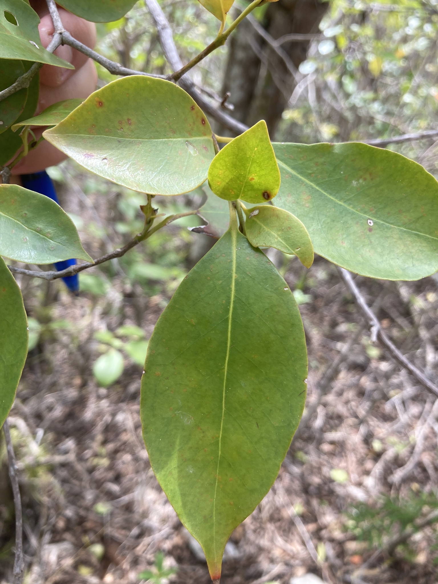 Guapira fragrans (Dum.Cours.) Little